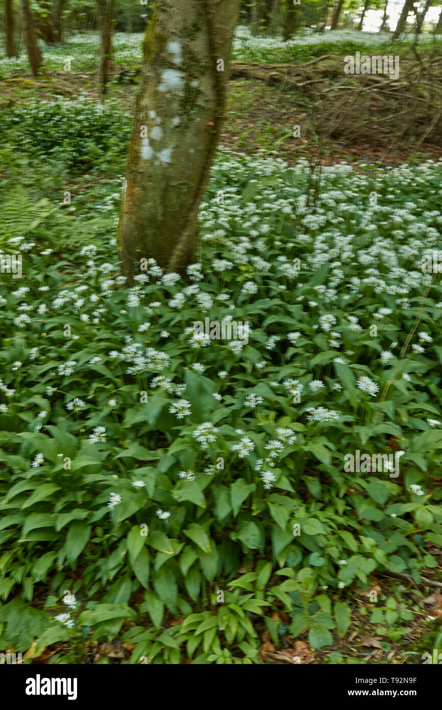 Field of wild garlic, ransom, in a woodland natural landscape, West ...