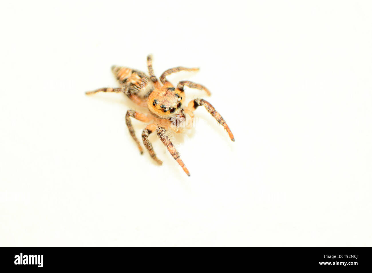 Heavy body jumping spider, Hyllus semicupreus, Female, Satara ...