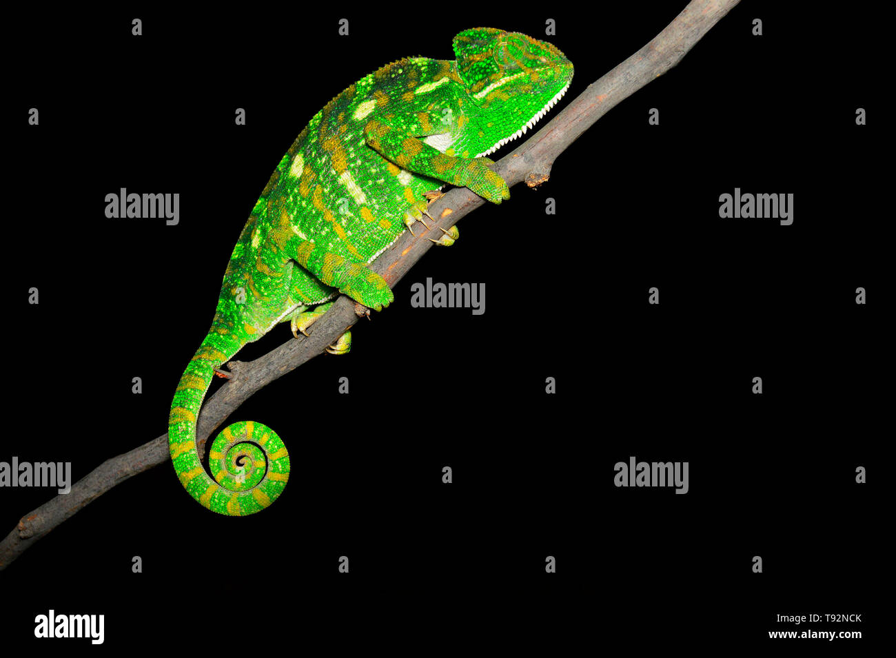 Indian chameleon, Chamaeleo zeylanicus, Satara, Maharashtra, India ...