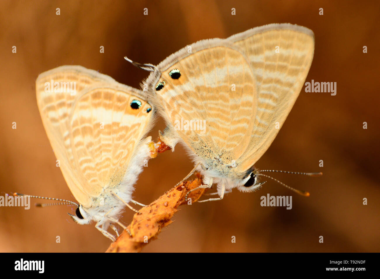 Lestranicus transpectus, White-banded Hedge Blue Butterfly Mating, Pune ...