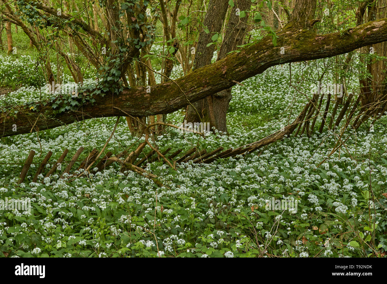 Field of wild garlic, ransom, in a woodland natural landscape, West ...