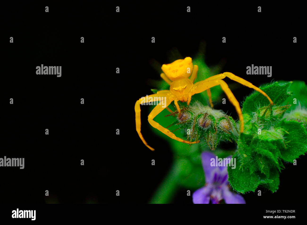 Thomisus sp hi-res stock photography and images - Alamy