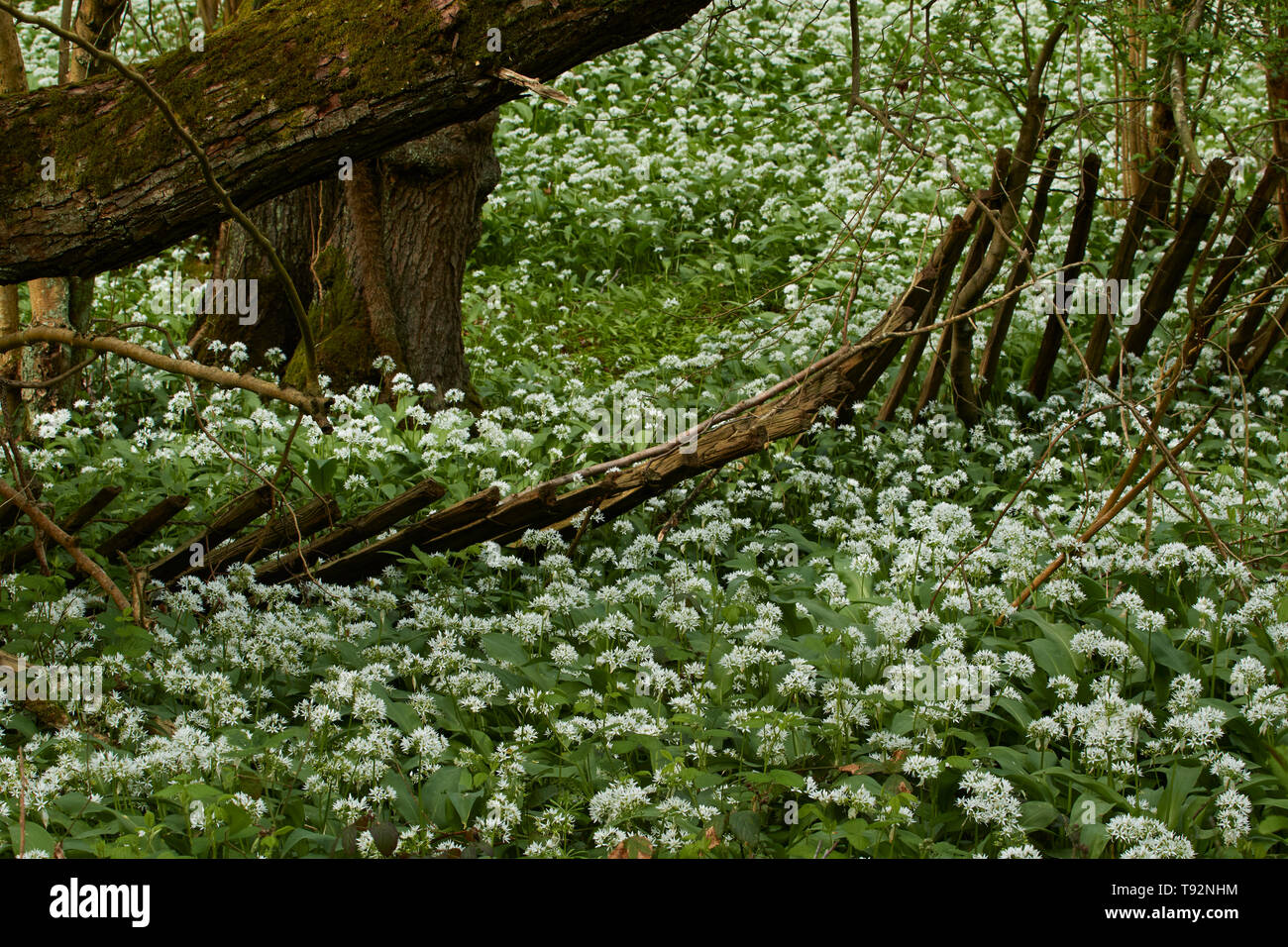 Field of wild garlic, ransom, in a woodland natural landscape, West ...
