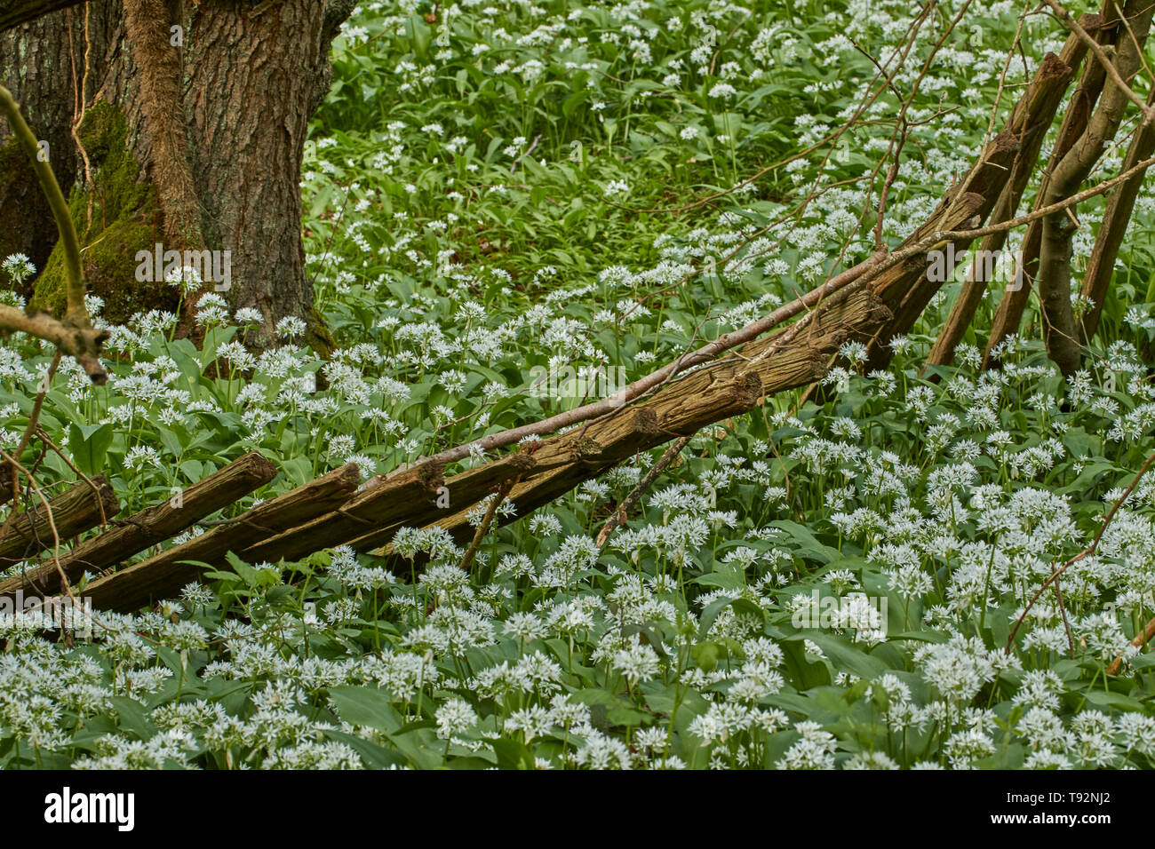 Field of wild garlic, ransom, in a woodland natural landscape, West ...