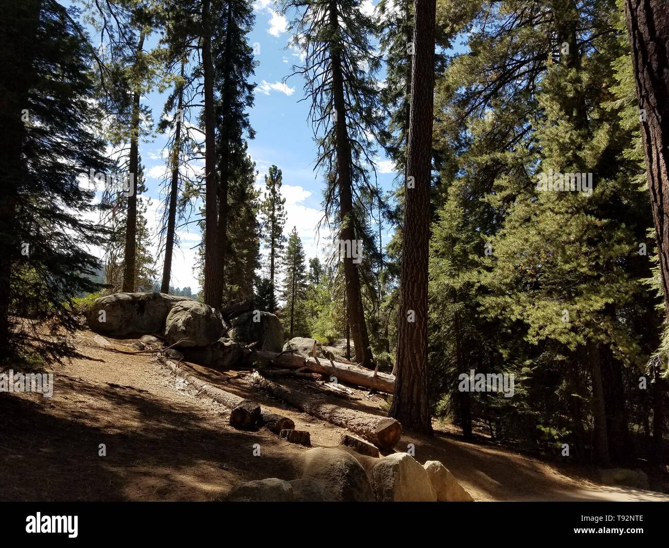 Sequoia trees in Kings Canyon & Sequoia National Park, California Stock ...