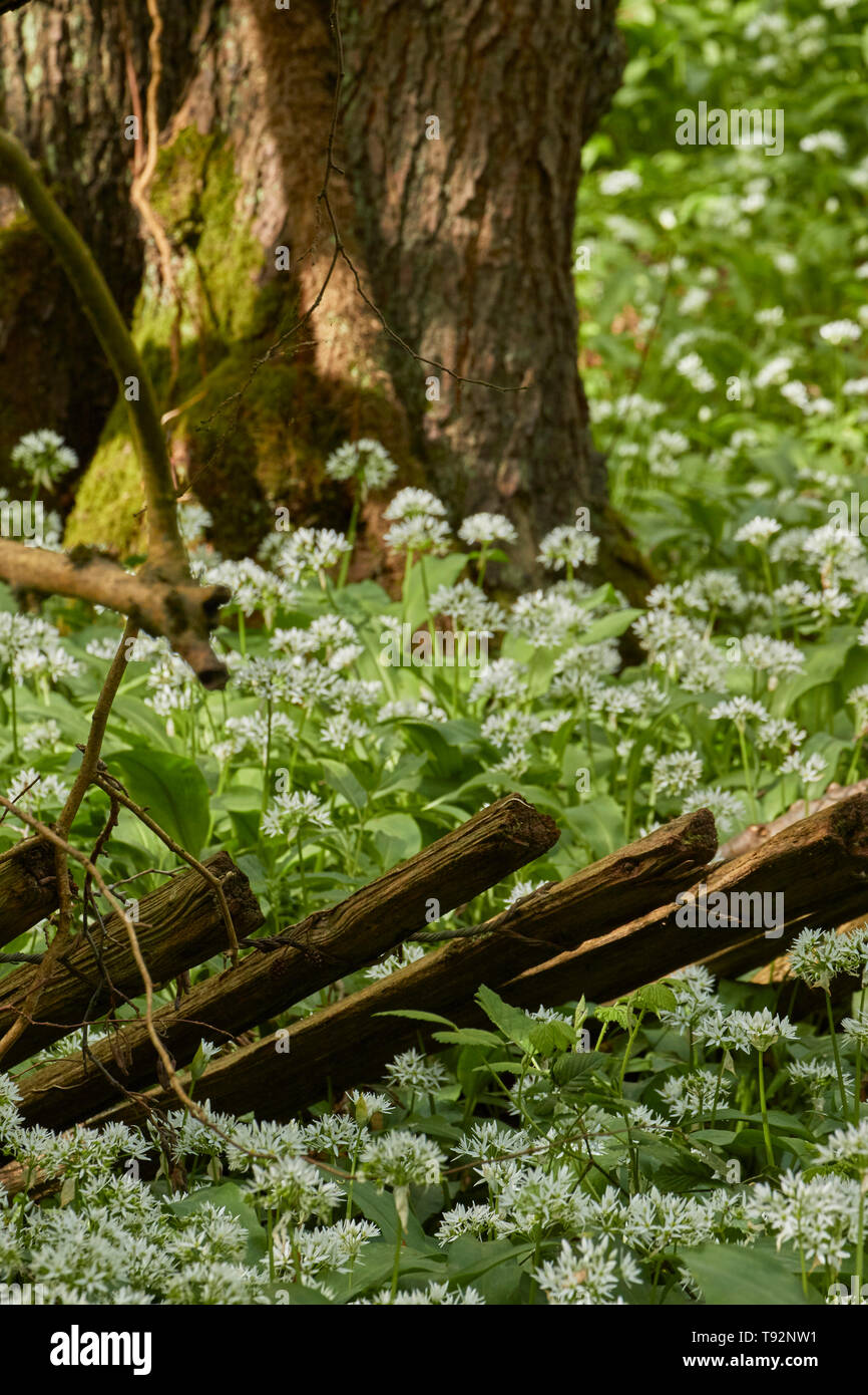 Field of wild garlic, ransom, in a woodland natural landscape, West ...
