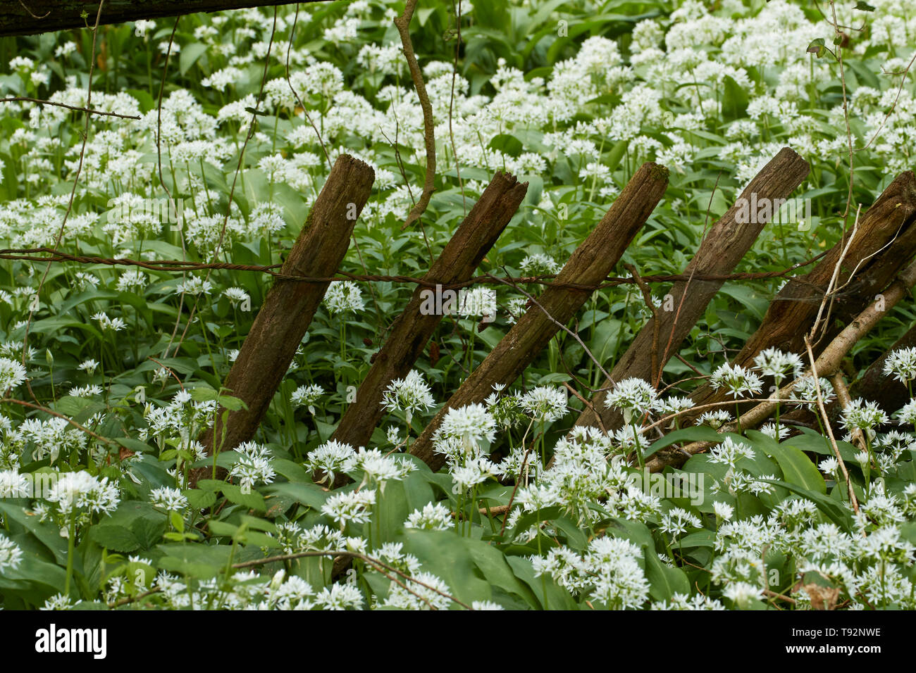Field of wild garlic, ransom, in a woodland natural landscape, West ...