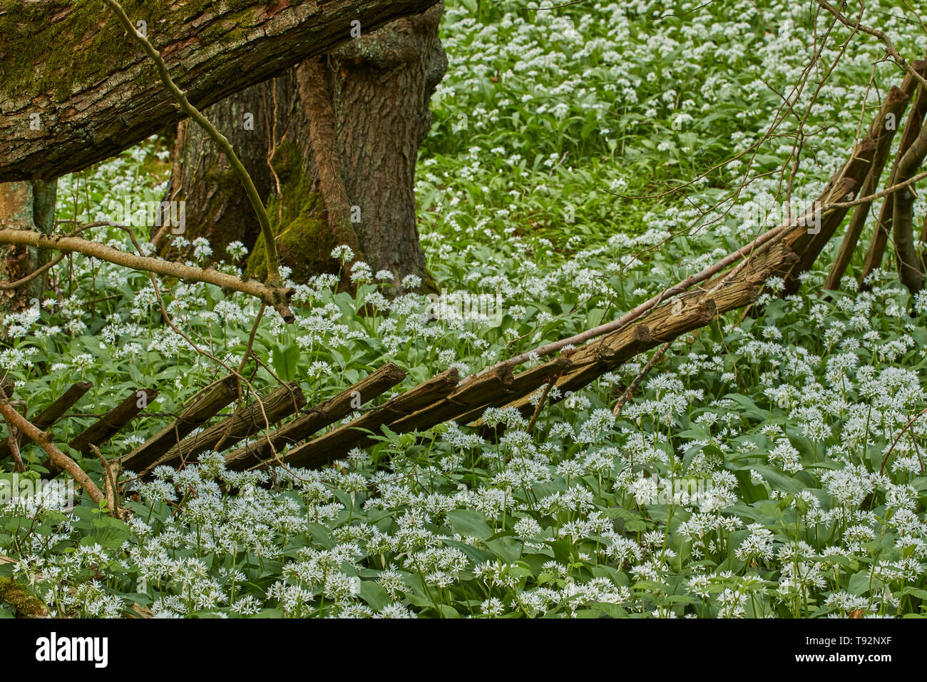 Field of wild garlic, ransom, in a woodland natural landscape, West ...