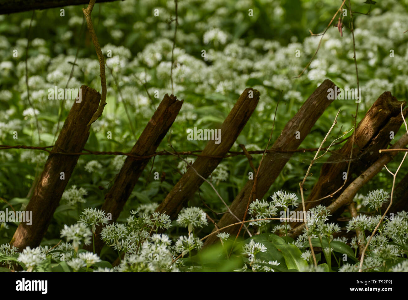 Field of wild garlic, ransom, in a woodland natural landscape, West ...