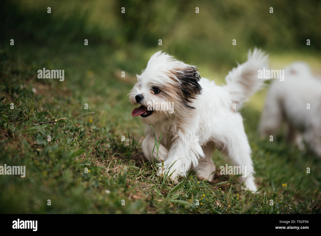 Small white maltese running outside and playing around Stock Photo - Alamy