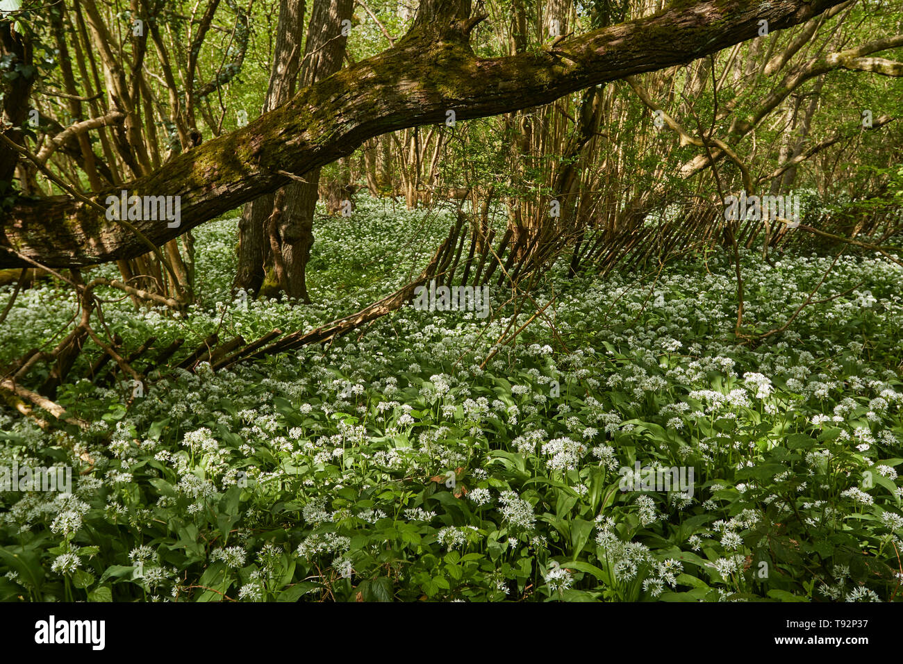 Wilderness wood sussex hi-res stock photography and images - Alamy