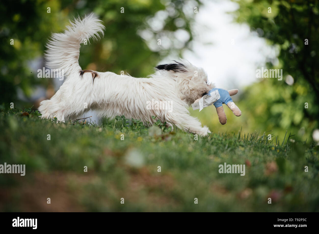 Small white maltese running outside and playing around Stock Photo - Alamy