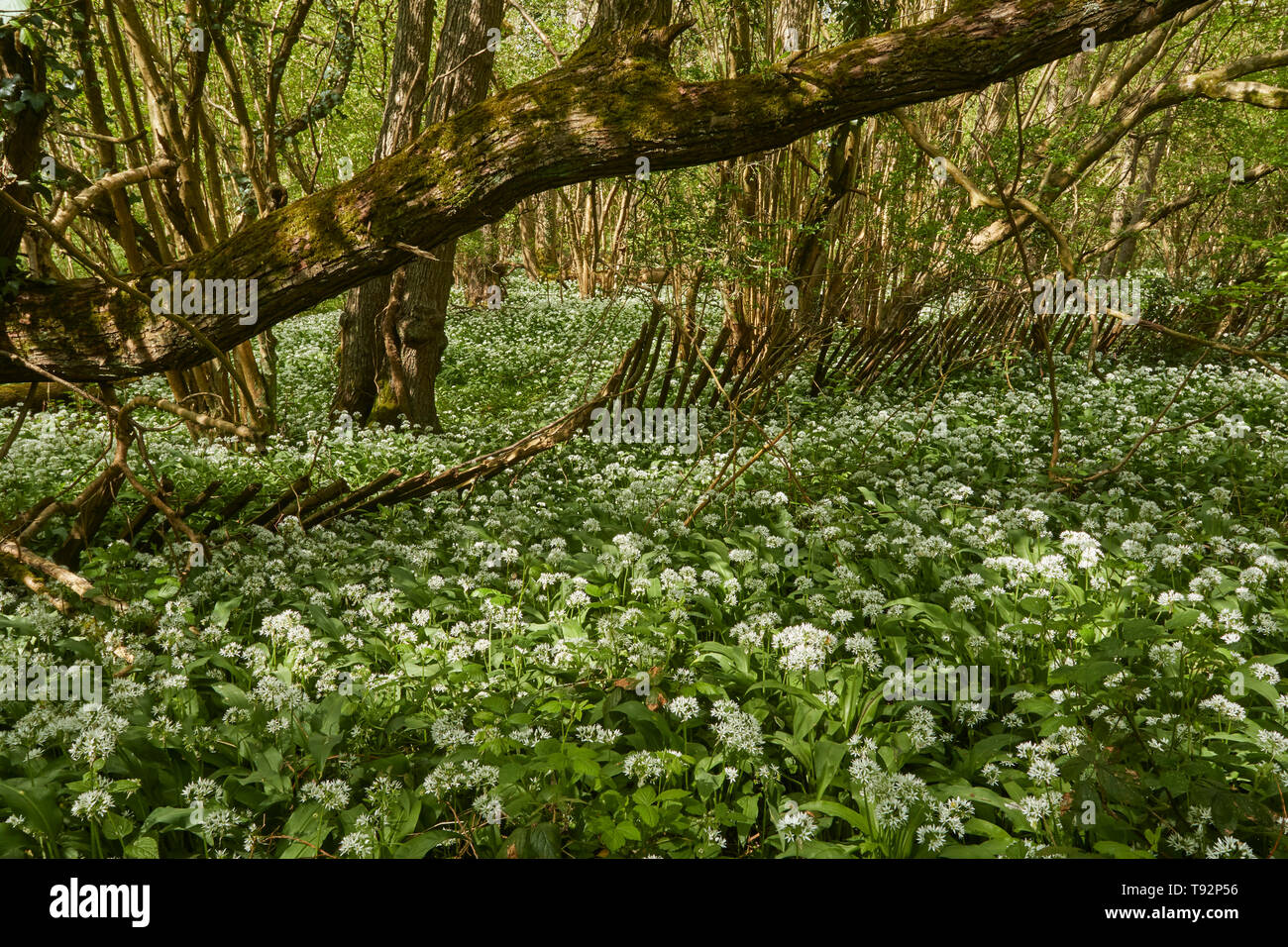 Field of wild garlic, ransom, in a woodland natural landscape, West ...