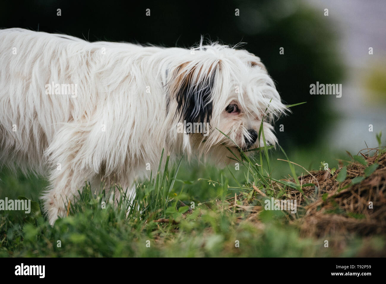 Bridge To Terabithia Prince Terrien