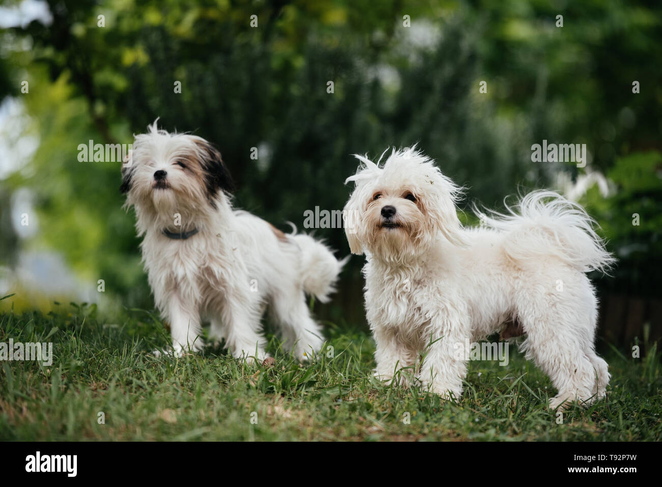 Two small white maltese running outside and playing around Stock Photo ...