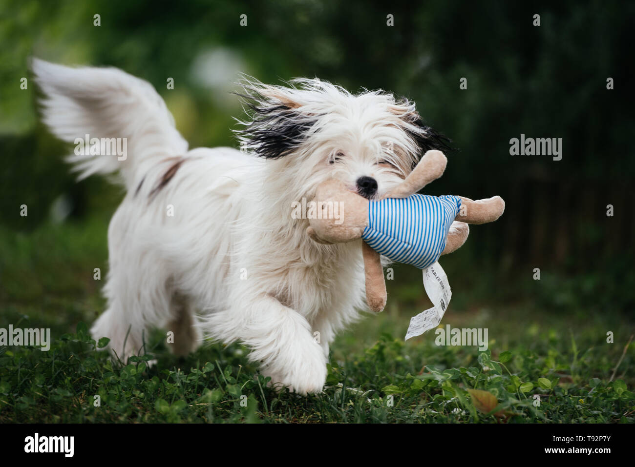 Small white maltese running outside and playing around Stock Photo - Alamy