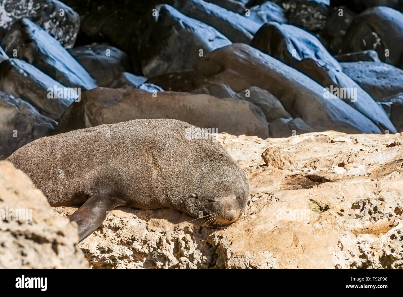 A beautiful New Zealand seal in the sun near the Admirals Arch ...
