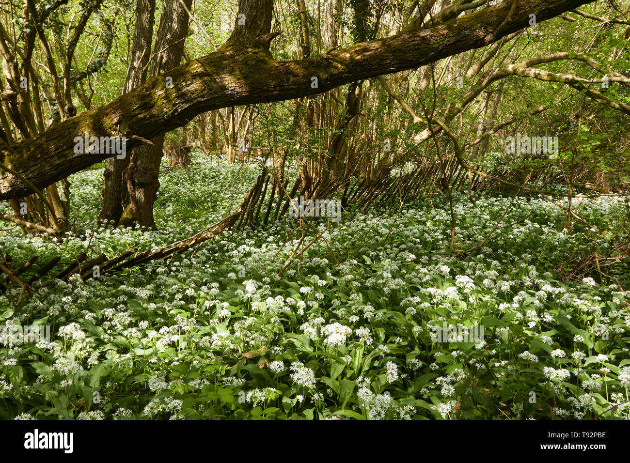 Field of wild garlic, ransom, in a woodland natural landscape, West ...