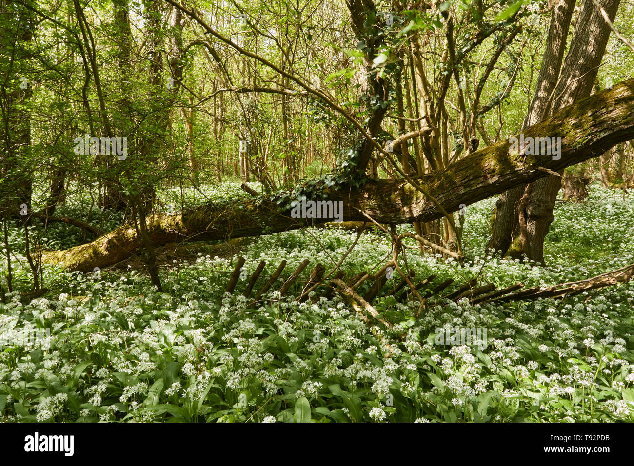 Field of wild garlic, ransom, in a woodland natural landscape, West ...
