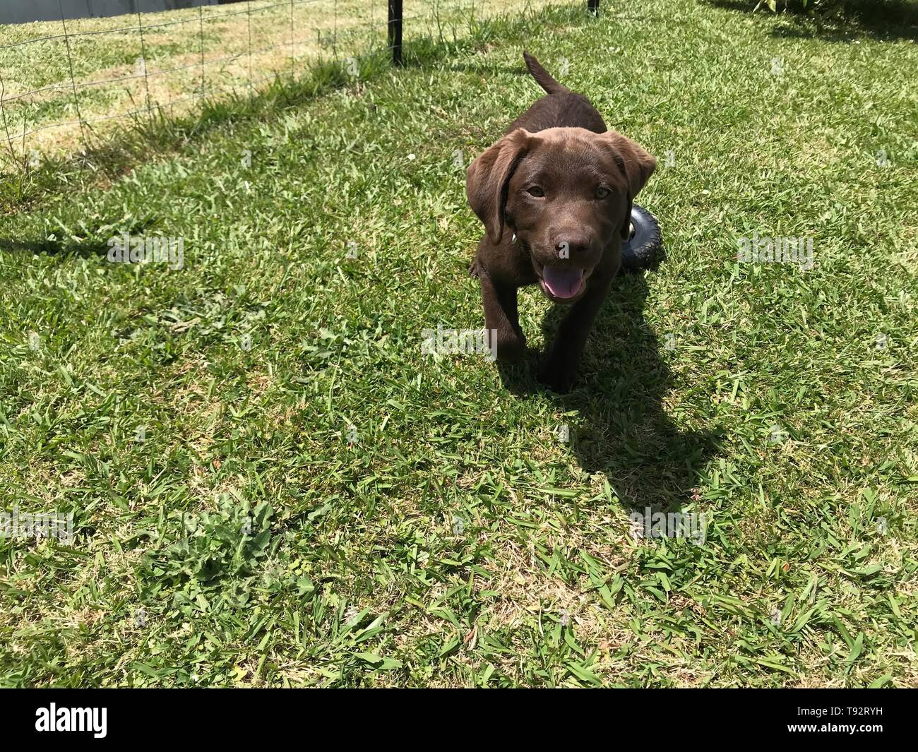 Young chocolate labrador puppy playing and running towards camera Stock ...
