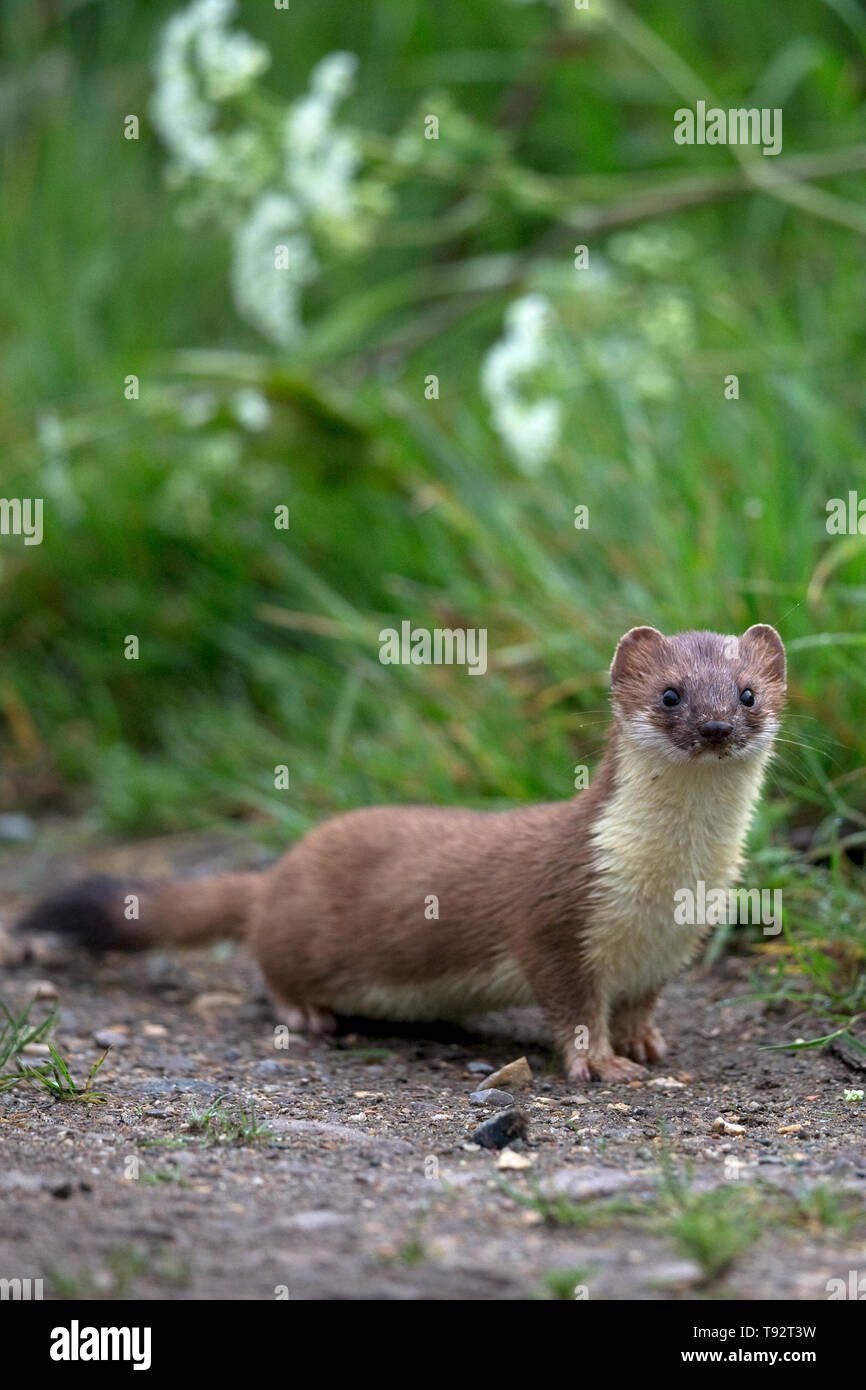 Stoats and weasels hi-res stock photography and images - Alamy