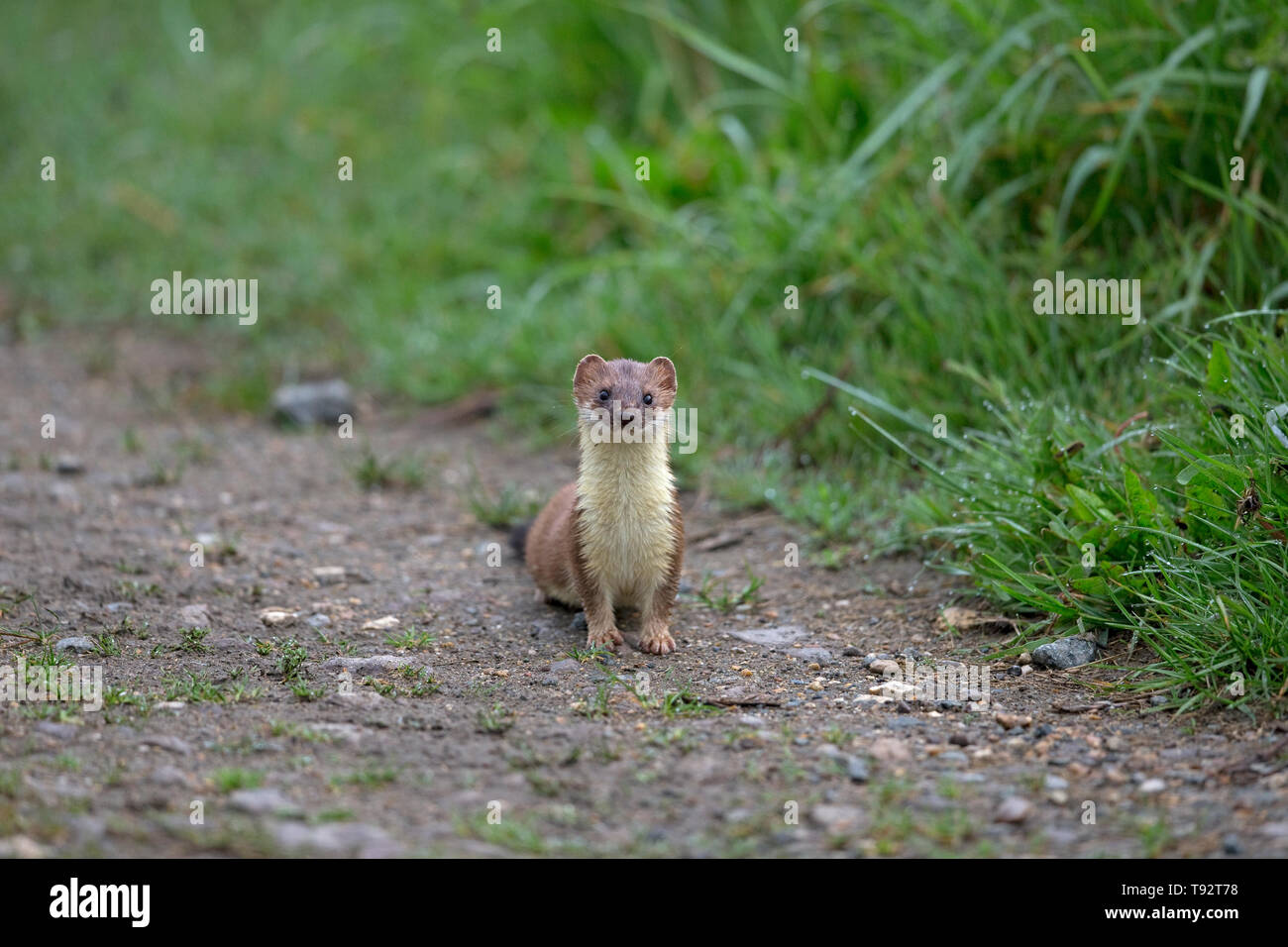 Stoats and weasels hi-res stock photography and images - Alamy