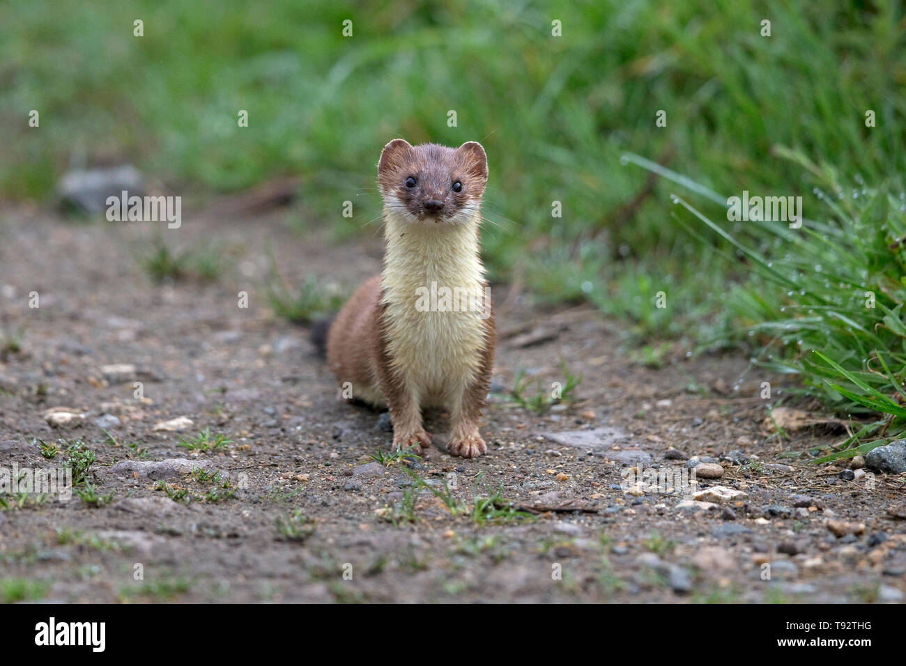 Stoat (Mustela erminea Stock Photo - Alamy