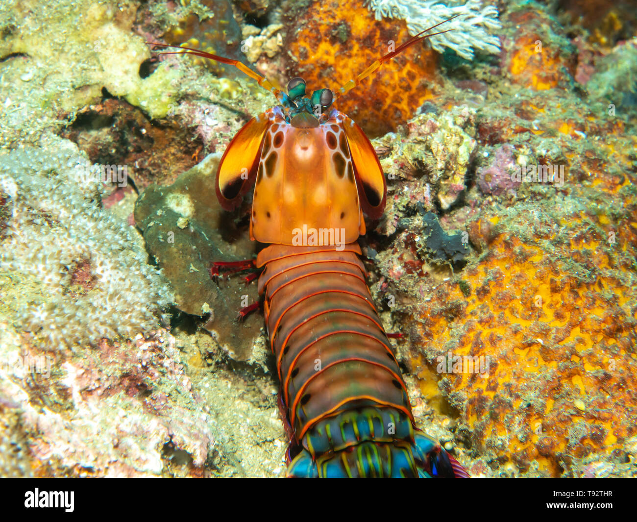 Mantis shrimp on the Coral, Philippines Stock Photo - Alamy