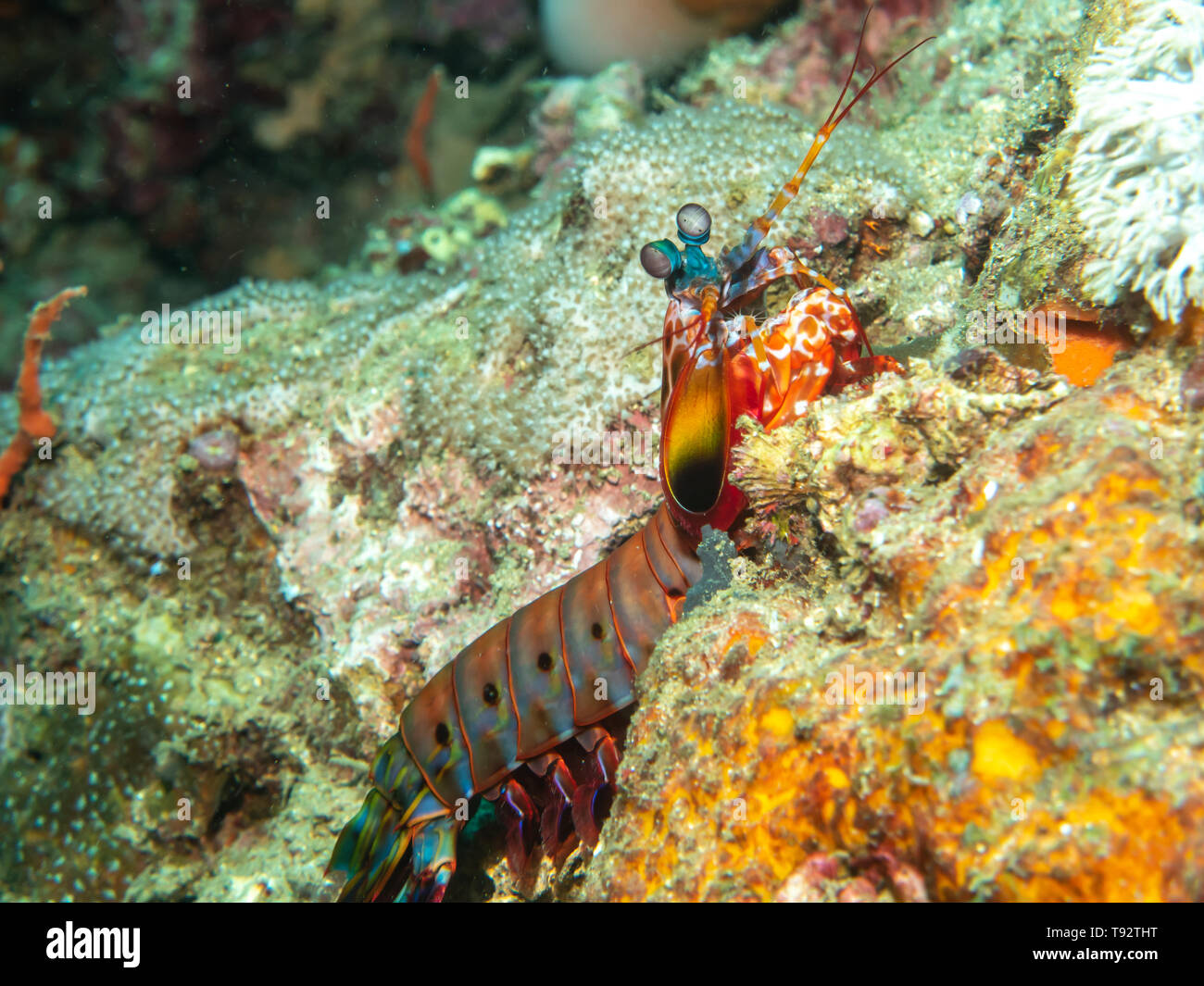 Mantis shrimp on the Coral, Philippines Stock Photo - Alamy