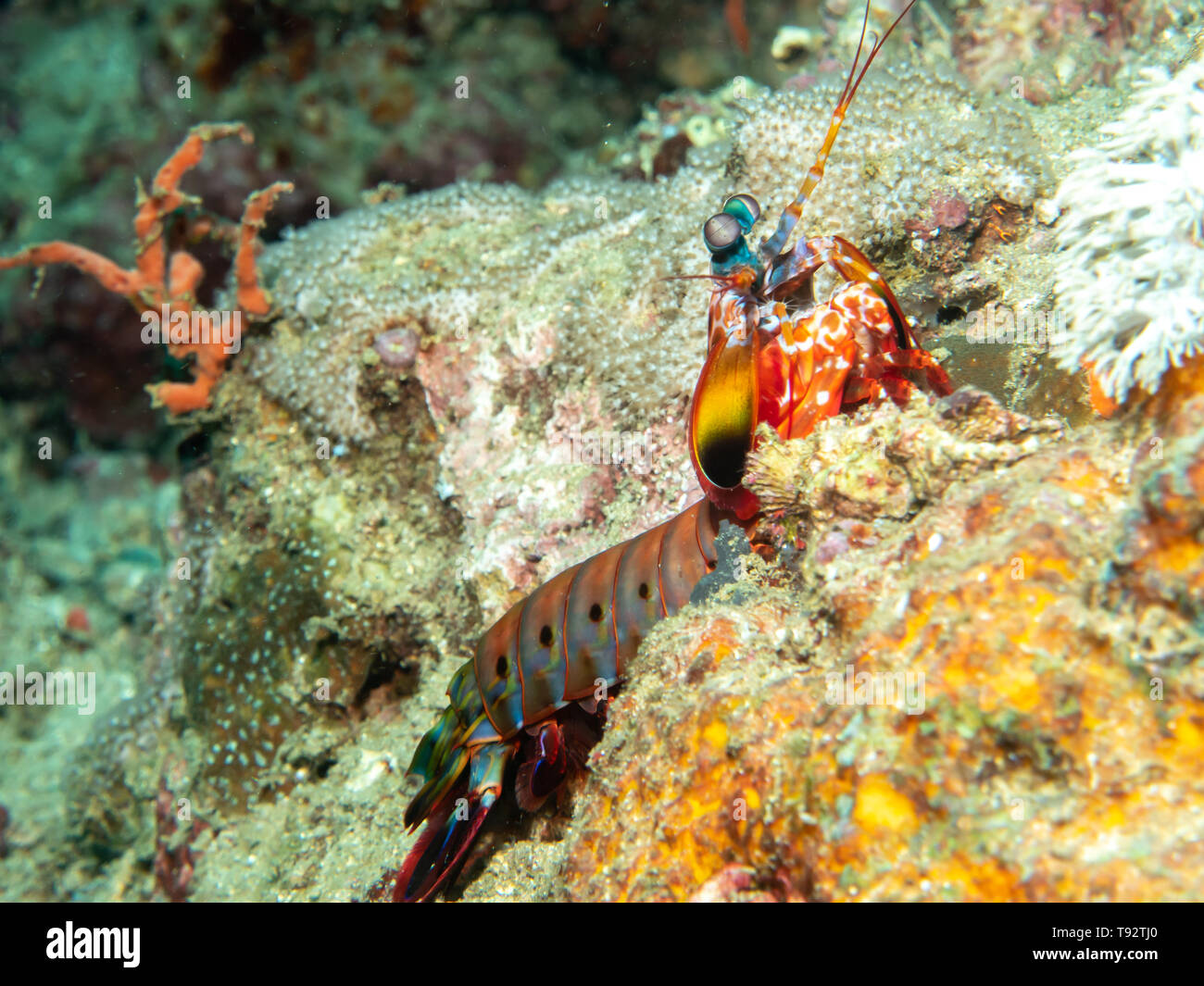 Mantis shrimp on the Coral, Philippines Stock Photo - Alamy