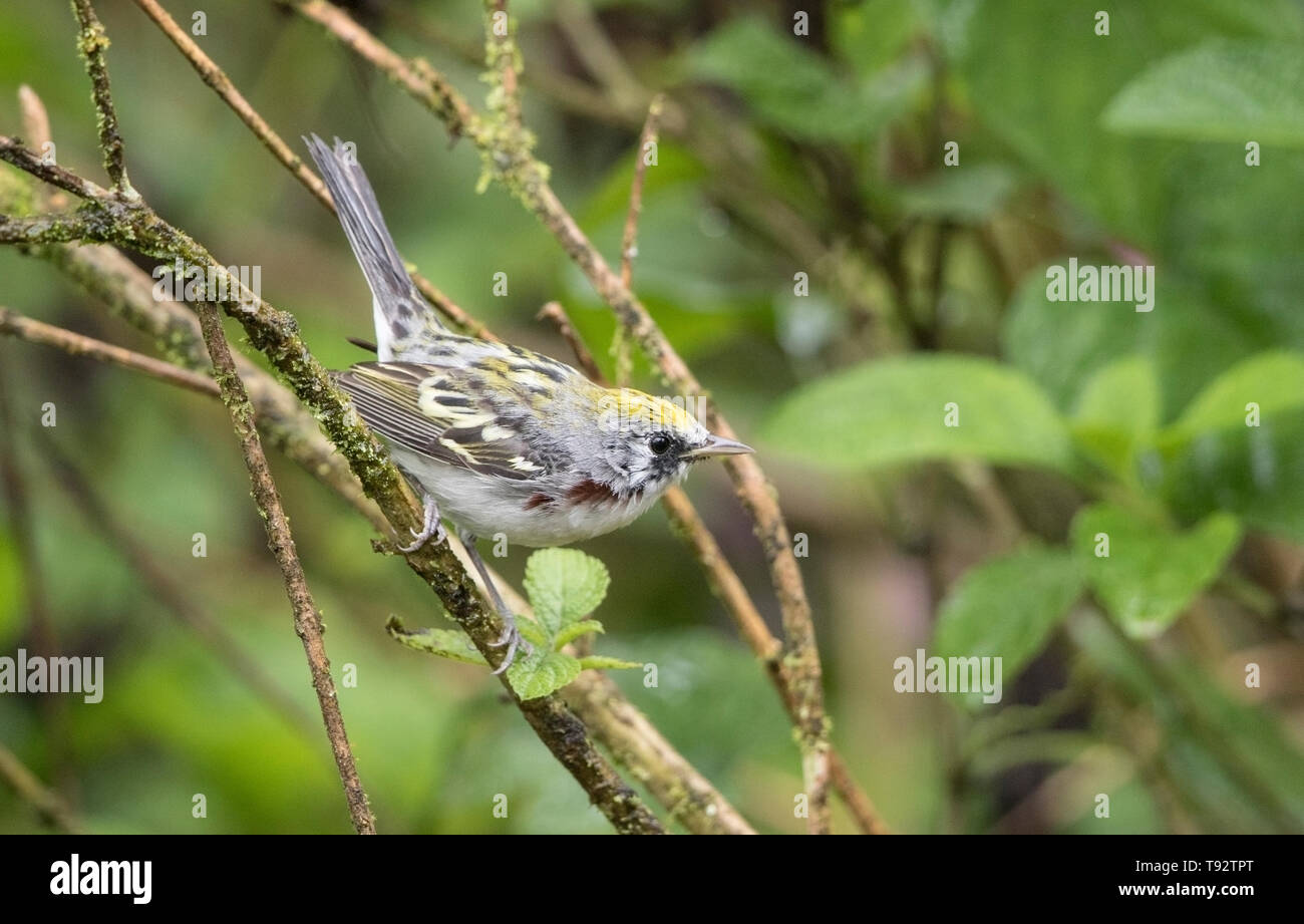Warblers of costa rica hi-res stock photography and images - Alamy