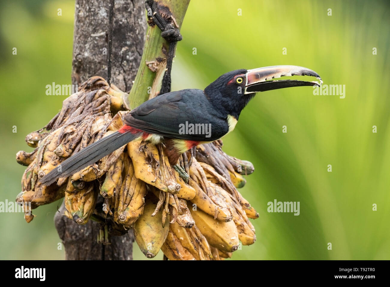 collared aracari Pteroglossus torquatus feeding on bananas, Costa Rica ...