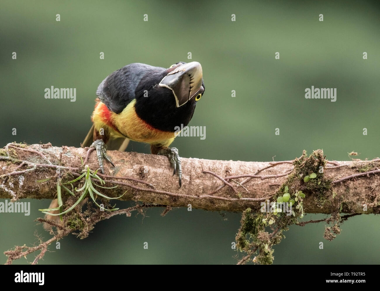 Collared Aracaris High Resolution Stock Photography and Images - Alamy