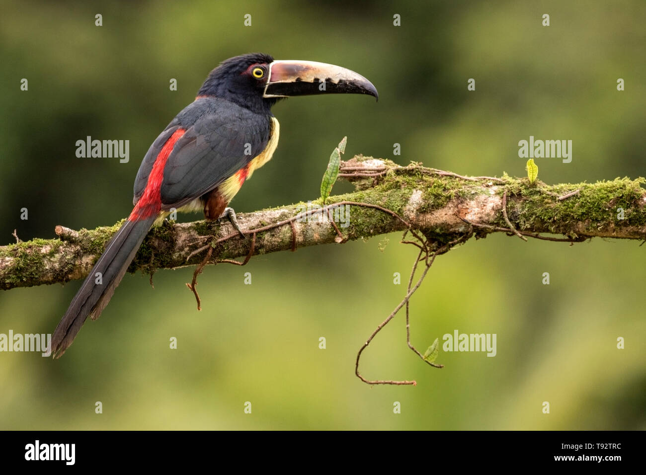 Collared aracaris hi-res stock photography and images - Alamy