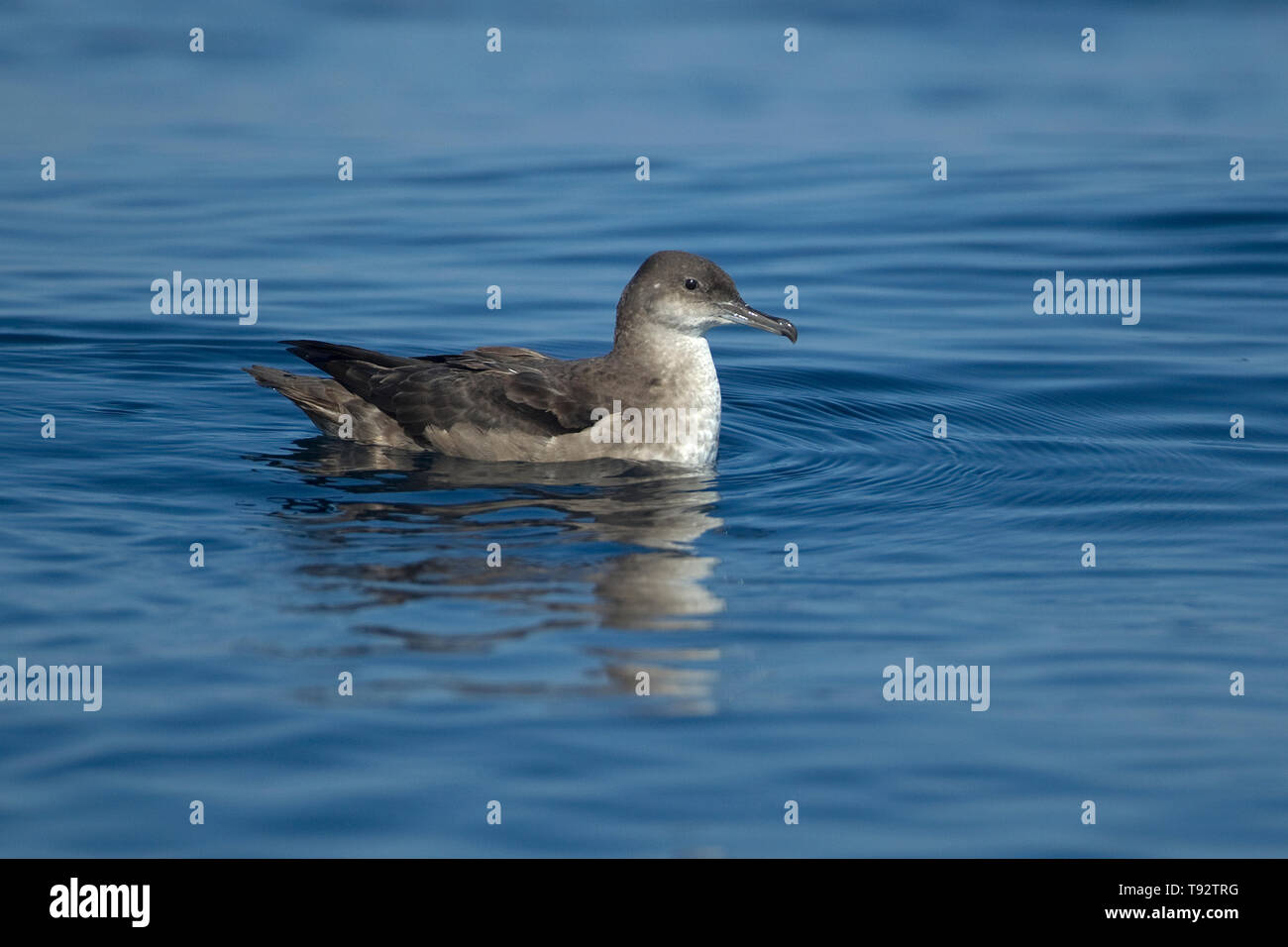 Balearic shearwater hi-res stock photography and images - Alamy