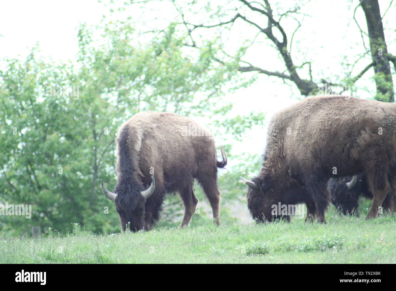 Open range ranching hi-res stock photography and images - Alamy