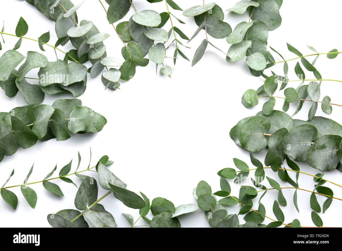 Frame made of green eucalyptus branches on white background Stock Photo ...