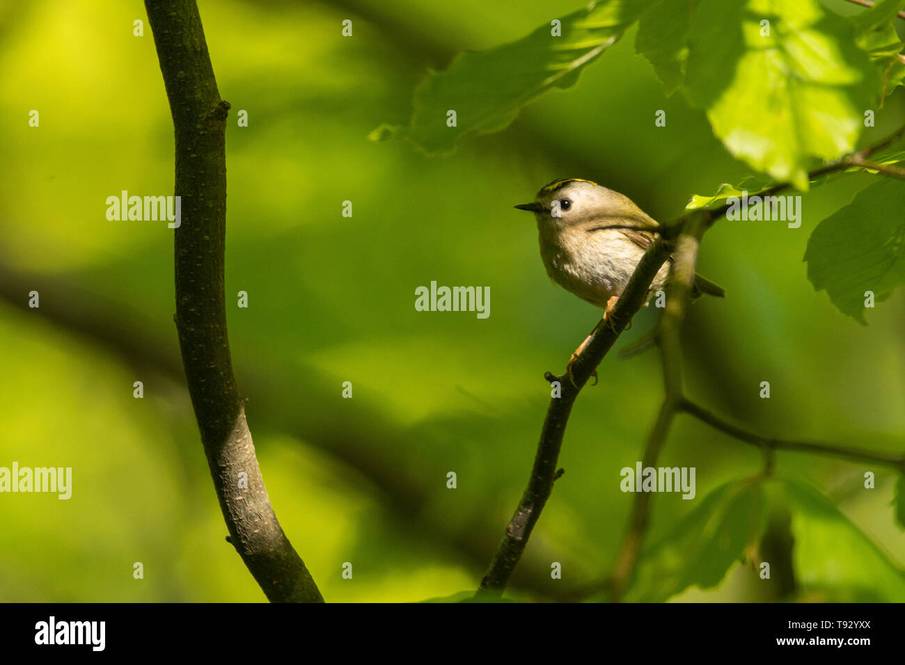 Goldcrest (Regulus regulus). A beautiful little bird on a green forest ...