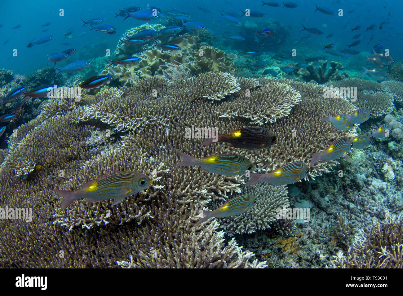 Striped large-eye bream (Gnathodentex aureolineatus), Raja Ampat, West ...