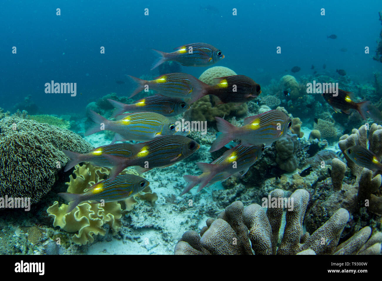 Striped large-eye bream (Gnathodentex aureolineatus), Raja Ampat, West ...