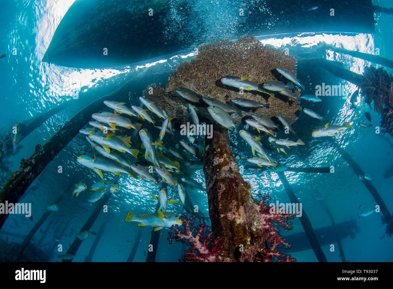 Fish beneath a jetty in Raja Ampat, West Papua, Indonesia Stock Photo ...
