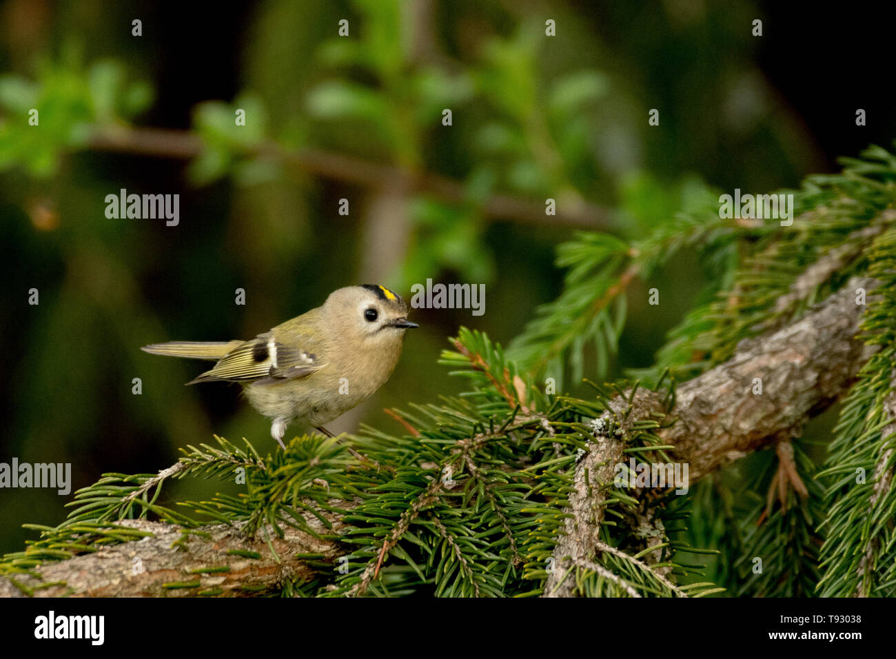 Goldcrest (Regulus regulus). A beautiful little bird on a green forest ...