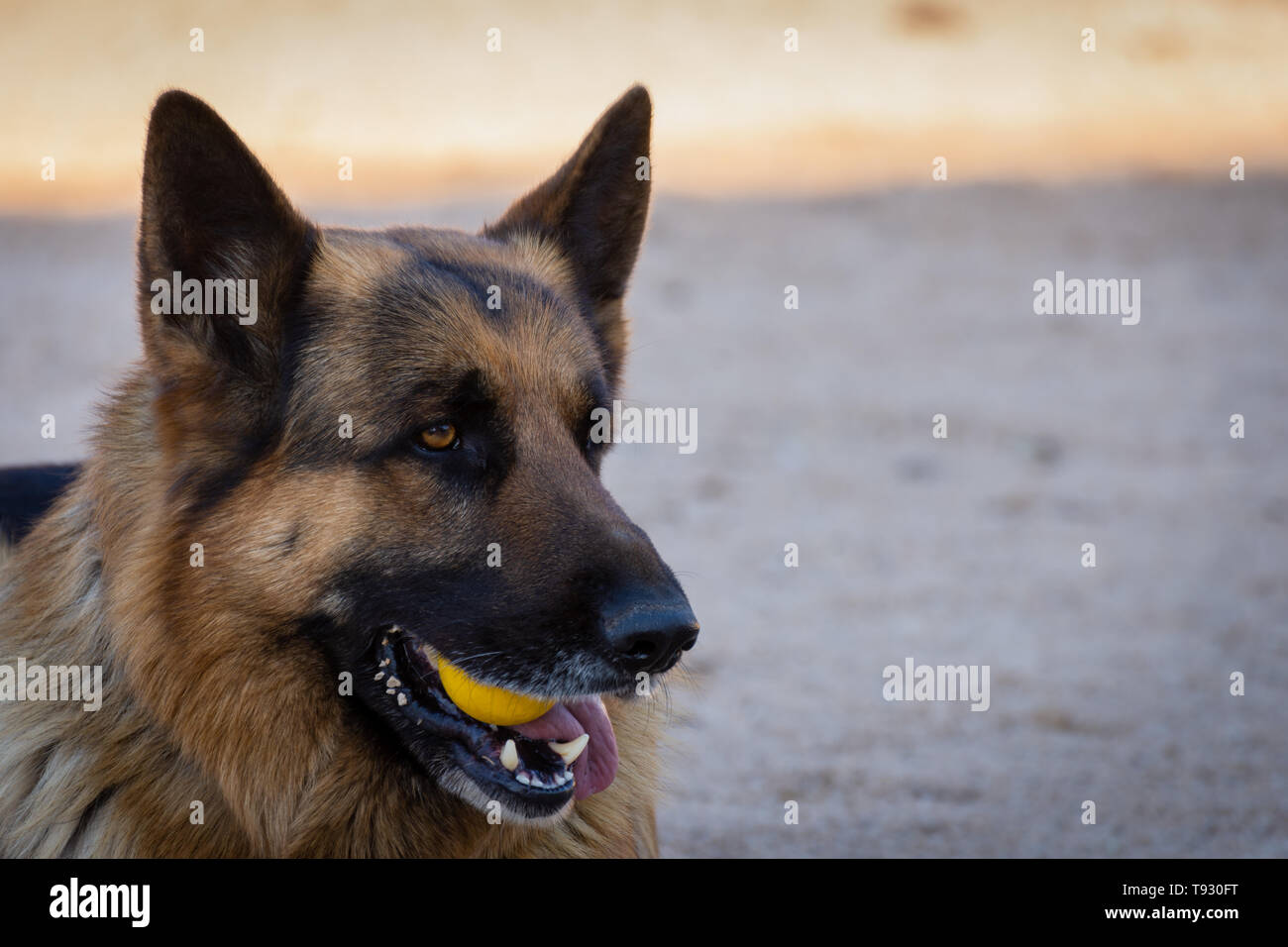 Happy german shepherd hi-res stock photography and images - Alamy