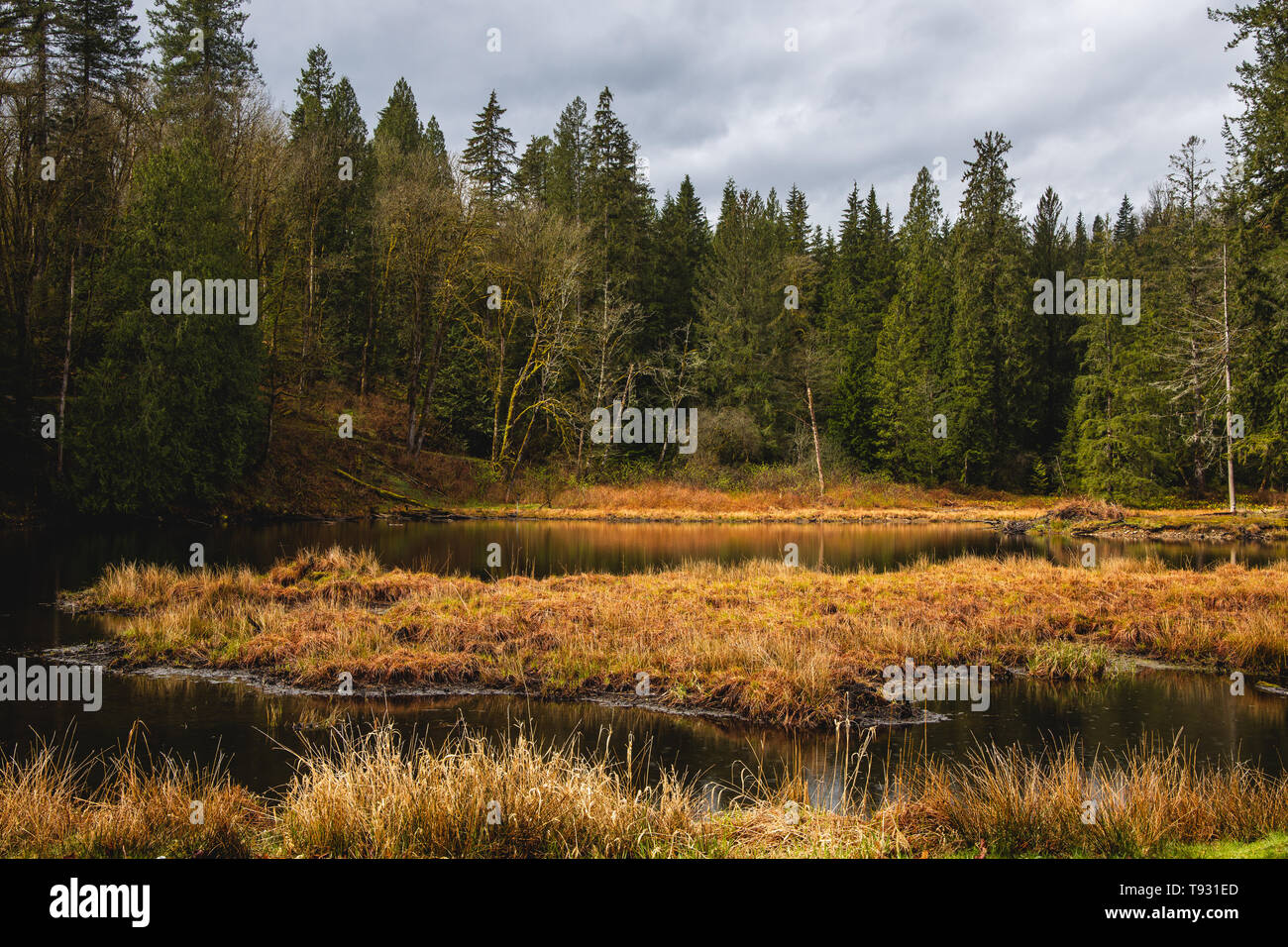 Marsh, forest, and pond on a rainy day at lake Stock Photo - Alamy