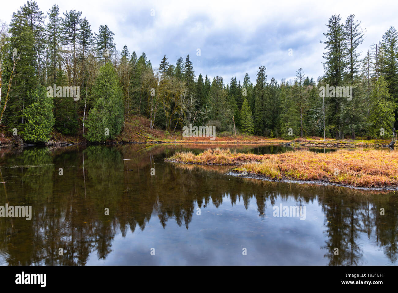 Marsh, forest, and pond on a rainy day at lake Stock Photo - Alamy