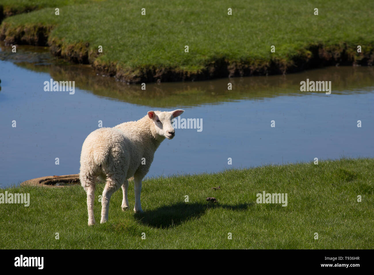 Salt lamb hi-res stock photography and images - Alamy