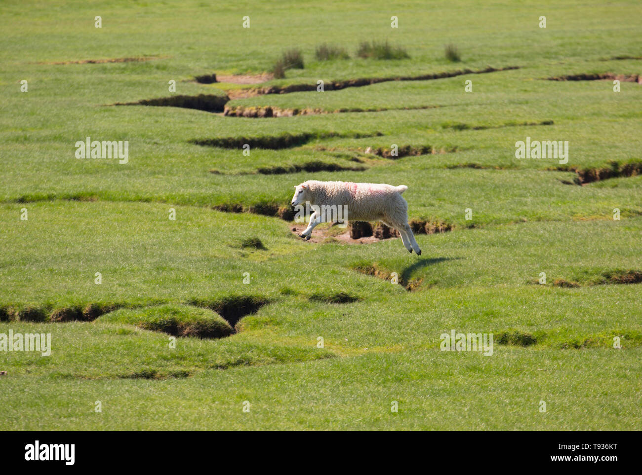 Leaping spring lamb may hi-res stock photography and images - Alamy