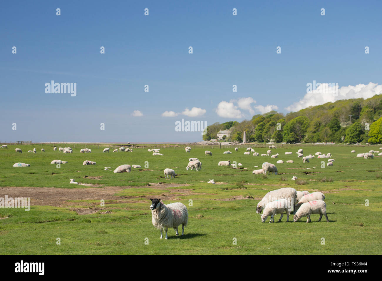 Saltmarsh lamb hi-res stock photography and images - Alamy
