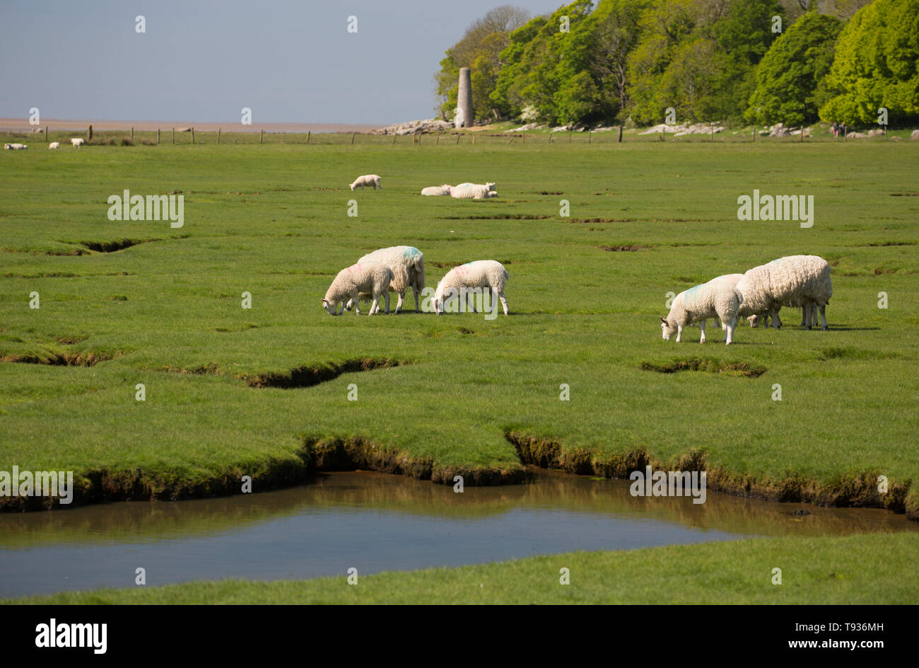 Saltmarsh lamb hi-res stock photography and images - Alamy