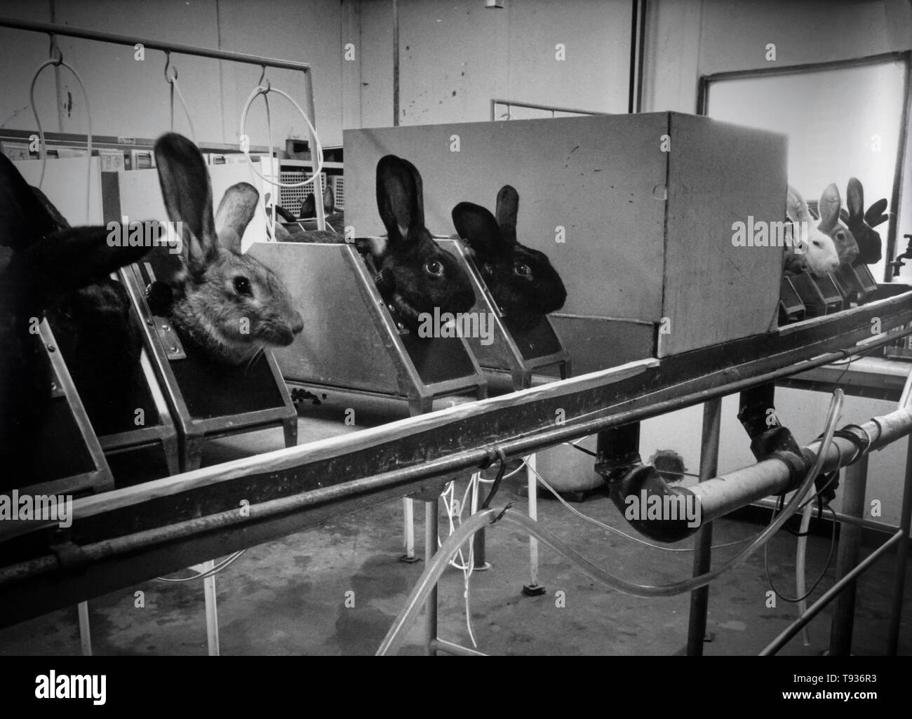 biomedicine laboratory, sorin, saluggia, italy, 70s Stock Photo - Alamy